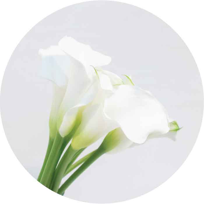 Mini Calla Mambo - Solefarms